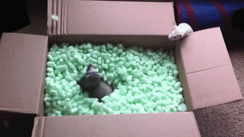 Gif Cat Runs Into Boxes