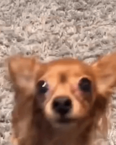 Happy Dog GIF by Nina Saksman Photography - Find & Share on GIPHY