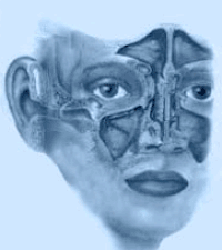 Sinus GIFs - Find & Share on GIPHY