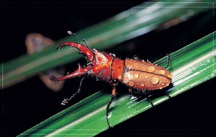 Insect GIF - Find & Share on GIPHY