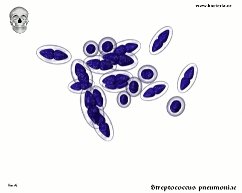 Bacteria GIF - Find & Share on GIPHY