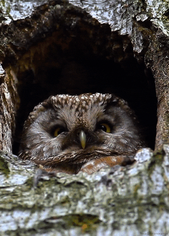 Staring Boreal Owl GIF by Head Like an Orange - Find & Share on GIPHY