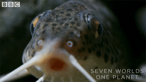 Hyperventilating Deep Breath GIF by BBC Earth - Find & Share on GIPHY