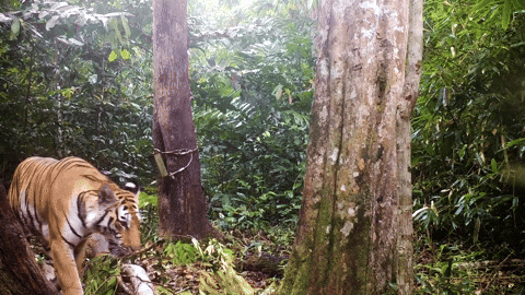 Wild Animal Cat GIF by Great Big Story - Find & Share on GIPHY