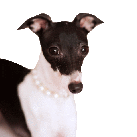 Italian Greyhound Dog Sticker by normanandpiper for iOS & Android | GIPHY