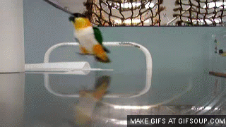 Hopping GIF - Find & Share on GIPHY