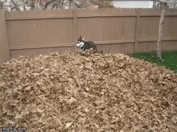 Fall Is Here Officially GIF - Find & Share on GIPHY