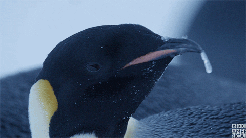 Sick Penguin GIF by BBC America - Find & Share on GIPHY