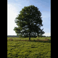 Trees GIF - Find & Share on GIPHY