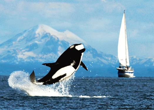 Orca Find And Share On Giphy