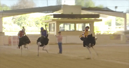 Fails Find And Share On Giphy