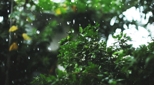 Trees Find And Share On Giphy