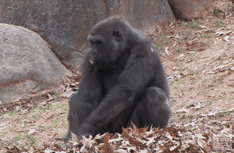 Ape GIF - Find & Share on GIPHY