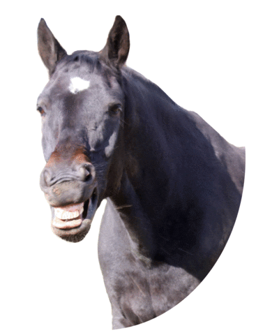 Horse Laughing Sticker by vitandar for iOS & Android | GIPHY
