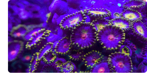 Coral GIFs - Find & Share on GIPHY