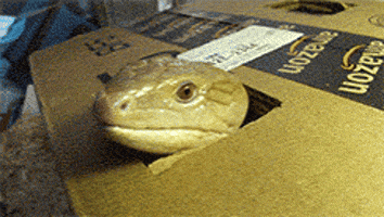 Blue Tongued Skink GIFs - Find & Share on GIPHY