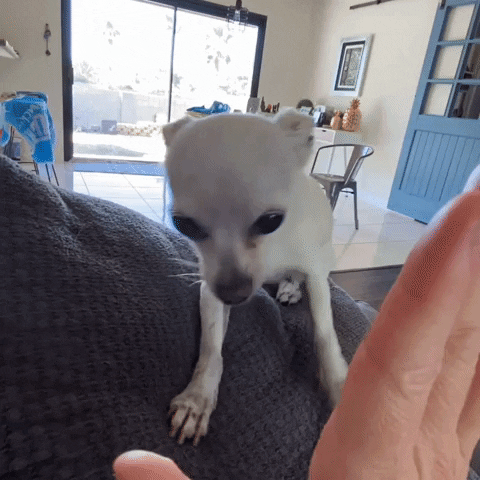 Little White Dog Co GIF - Find & Share on GIPHY