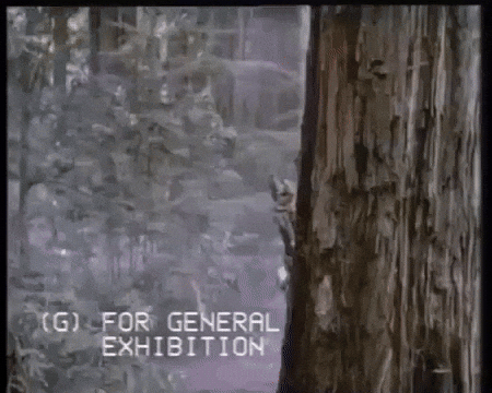 Battle For Endor Wicket GIF by mdleone - Find & Share on GIPHY