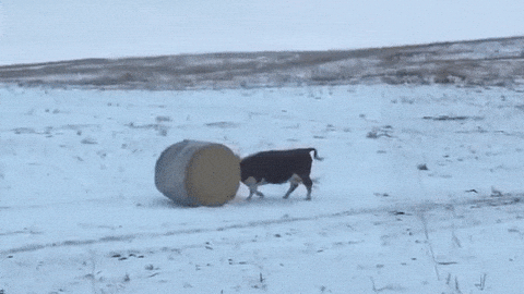 Roll Hay GIF - Find & Share on GIPHY