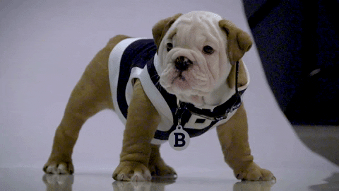 Butler Bulldogs Dog GIF by Butler University - Find & Share on GIPHY