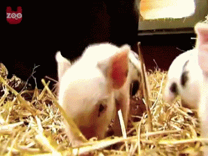 Pig GIF - Find & Share on GIPHY
