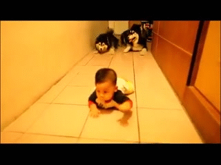 Crawling GIF - Find & Share on GIPHY