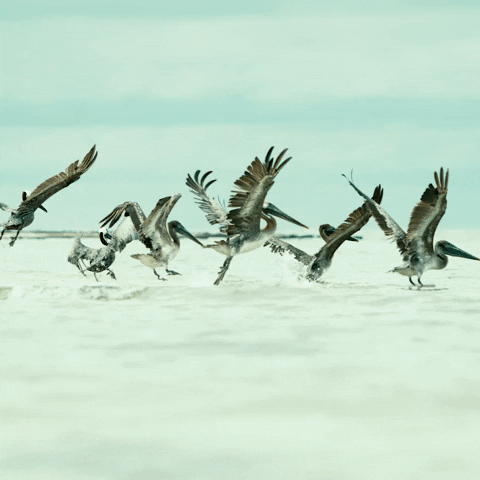 Fly Pelican GIF by Early Riser Coffee - Find & Share on GIPHY