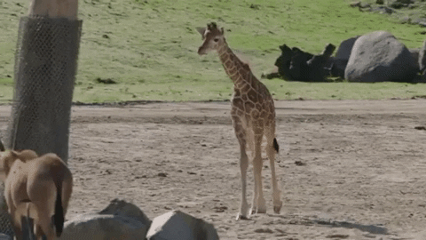 Baby Run GIF by San Diego Zoo - Find & Share on GIPHY