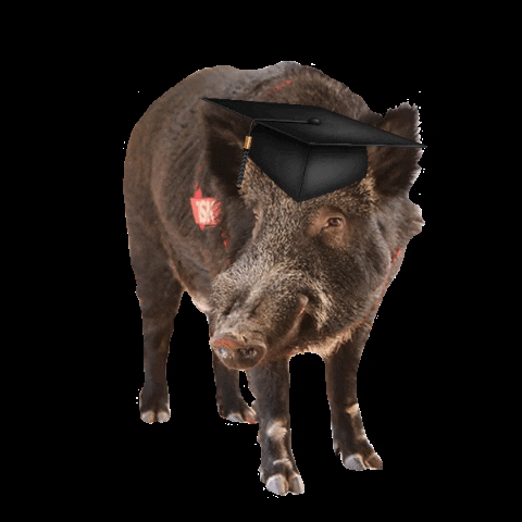 Graduation Hogs GIF by Arkansas Alumni Association - Find & Share on GIPHY