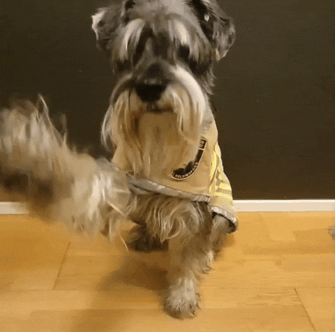 Dog Hello GIF by Stadinbrankkari - Find & Share on GIPHY