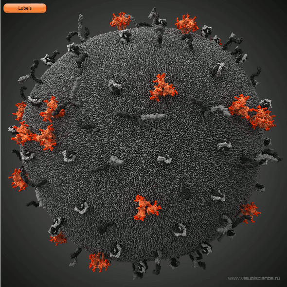 Microbiology GIF - Find & Share on GIPHY