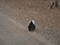 Skunk Gifs For Facebook