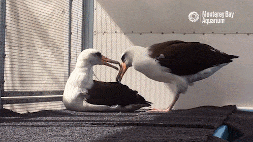 Laysan Albatross Bird GIF by Monterey Bay Aquarium - Find & Share on GIPHY