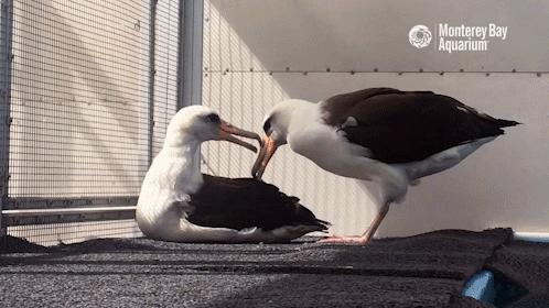 Laysan Albatross Bird GIF by Monterey Bay Aquarium - Find & Share on GIPHY