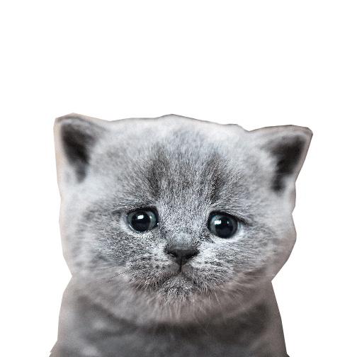 Sad Cat Sticker By Jess Mac For Ios And Android Giphy