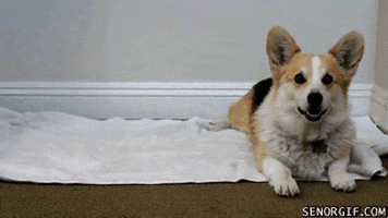 Funny Dog Rolling GIFs - Find & Share on GIPHY