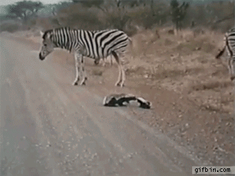 Nope Gif Badger 7 Gif Images Download Legend No GIF by Warner Bros ...