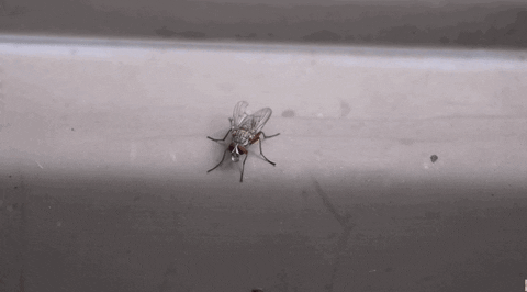 Nice shot | Eatgrueldog