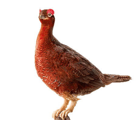 Whisky Sticker by The Famous Grouse for iOS & Android | GIPHY