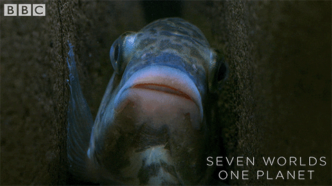 Eyes Fish GIF by BBC Earth - Find & Share on GIPHY