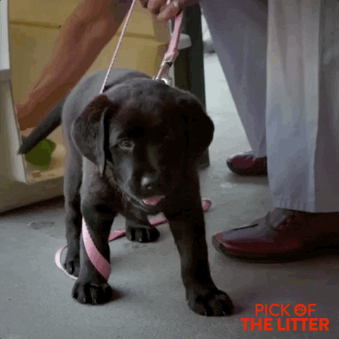 Puppy Tongue GIF by Signature Entertainment - Find & Share on GIPHY