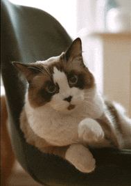 Cat Hello GIF by vandehart - Find & Share on GIPHY