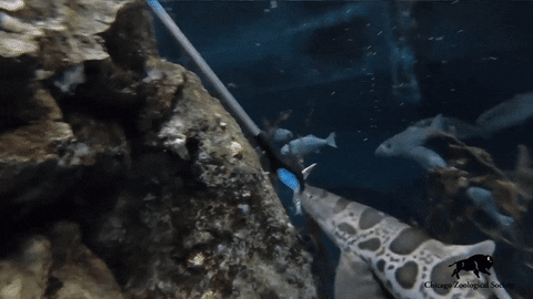 Shark Week Thank You GIF by Brookfield Zoo - Find & Share on GIPHY