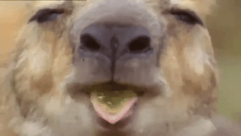 Chewing Kangaroo GIF by Nat Geo Wild - Find & Share on GIPHY