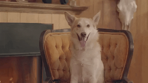 Excited Dog GIF by Mattiel - Find & Share on GIPHY