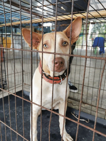 Stray Dogs GIF by FOUR PAWS Australia - Find & Share on GIPHY