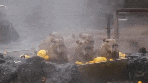 Capybaras GIFs - Find & Share on GIPHY