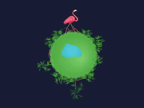 Loop Bird GIF - Find & Share on GIPHY