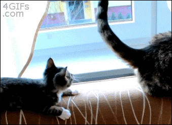 Cat Playing GIF - Find & Share on GIPHY