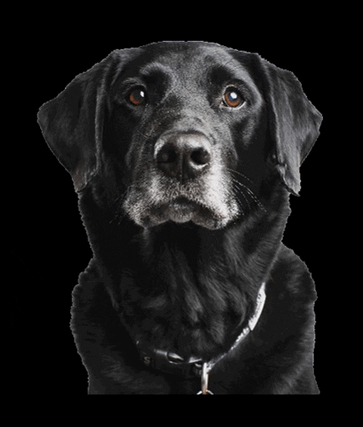Black Lab Brewing GIF - Find & Share on GIPHY